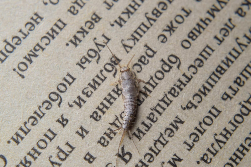 Jak pozbyć się rybików z łazienki? Skuteczne sposoby - DOM21WIEKU