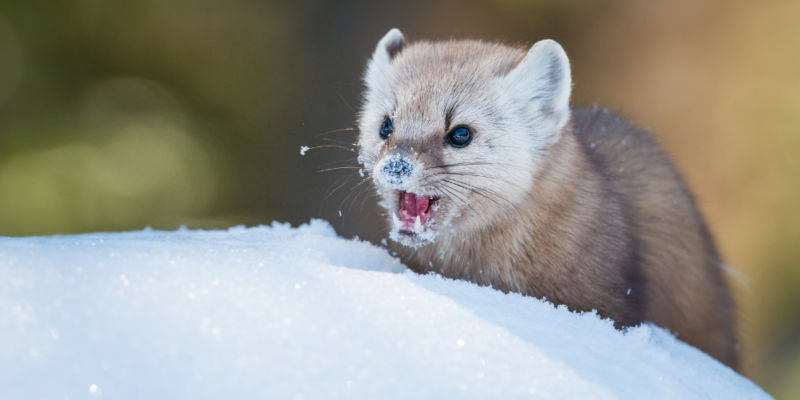 Jak pozbyć się kuny z domu? Skuteczne sposoby na kunę - DOM21WIEKU